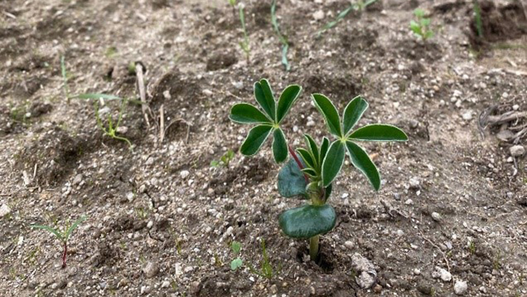 LegumES Project: discovering the benefits of legumes | ESB